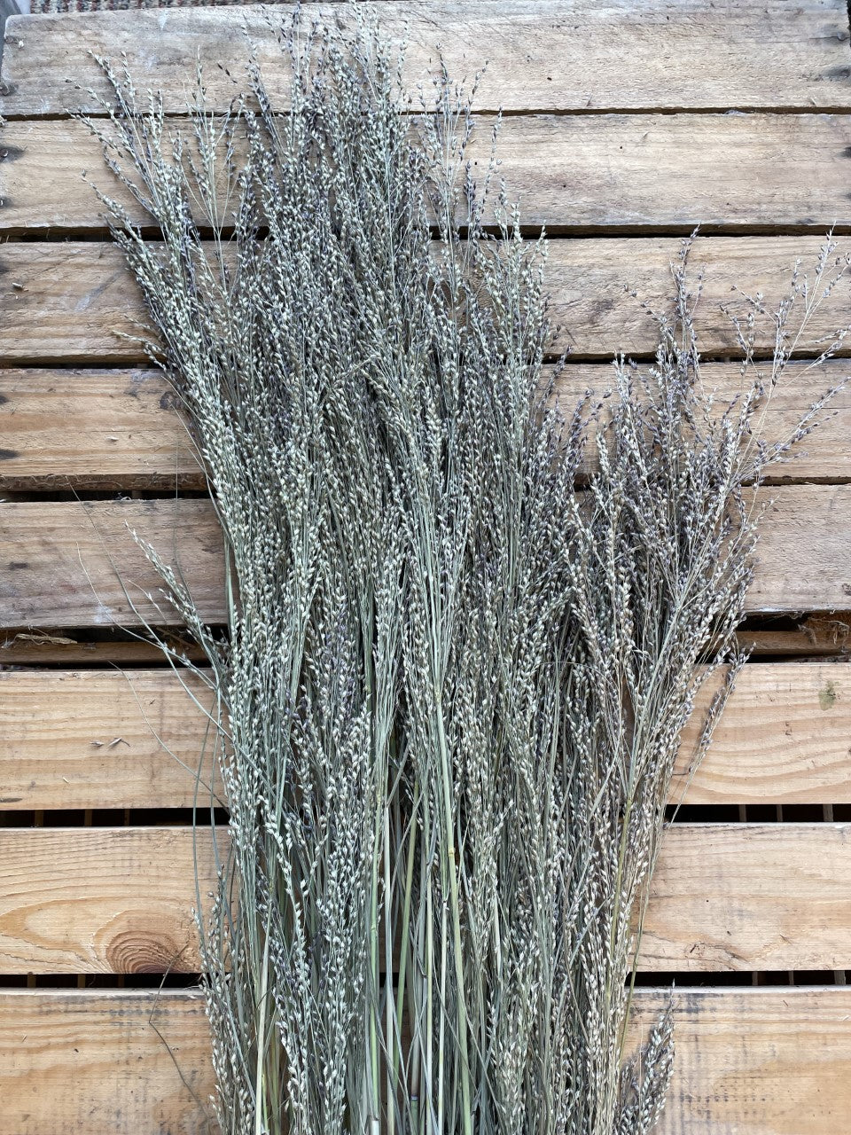 Panicum Grass – Stem and Green Flower Farm Ltd