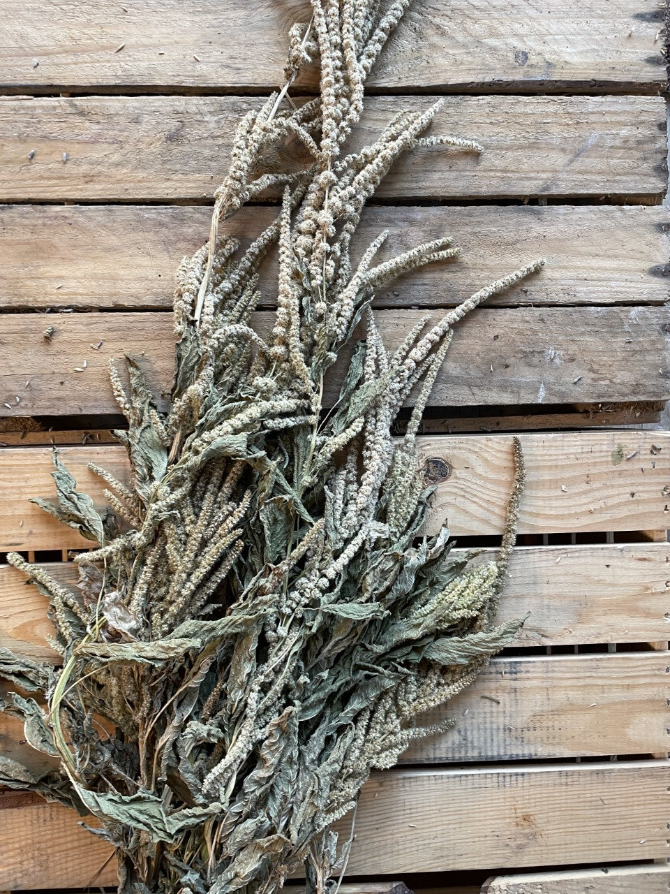 Trailing Amaranthus – Stem and Green Flower Farm Ltd