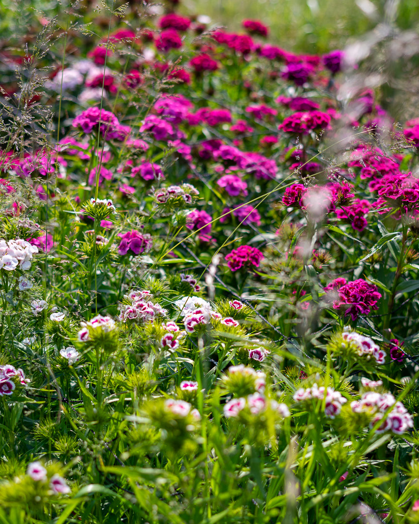 Fresh Flowers – Stem and Green Flower Farm Ltd
