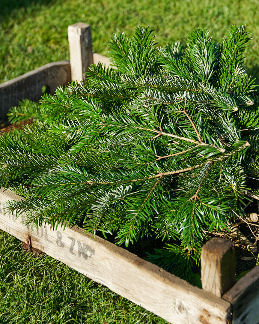 Normand Fir bundle – Stem and Green Flower Farm Ltd